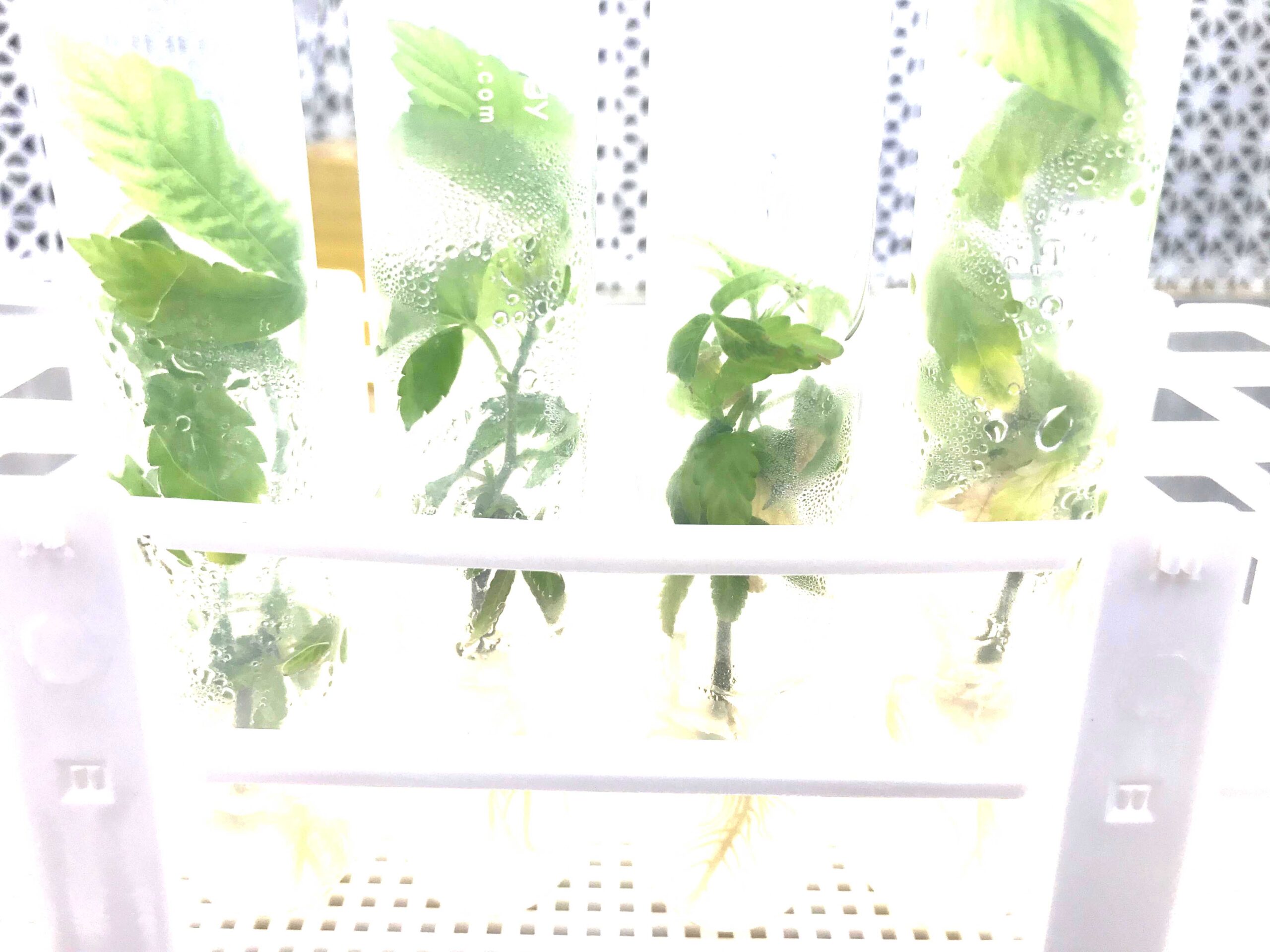 Benefits Of Live Tissue Culture in Cannabis – Strain Spark